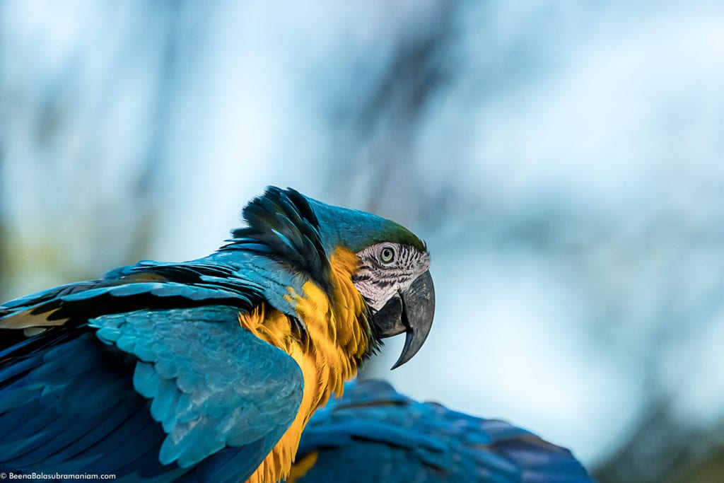 Colourful Birds of Brazil - Beena Balasubramaniam